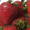 What’s the Difference Between Roots, Tubers, Rhizomes, Corms, Stolons ...