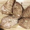 What’s the Difference Between Roots, Tubers, Rhizomes, Corms, Stolons ...